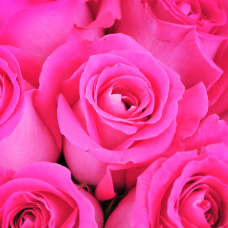 Neon | Stunning Roses Delivered Today