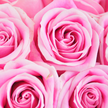 Candy Floss | Beautiful Roses Today