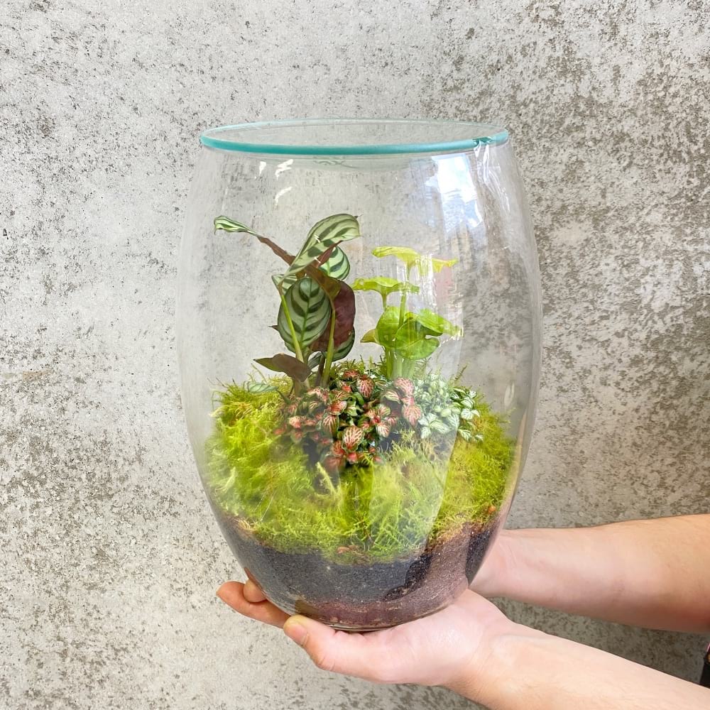 Forest Eco Terrarium | Indoor Plants and Gifts