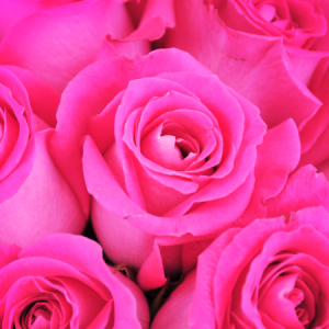 Neon | Stunning Roses Delivered Today