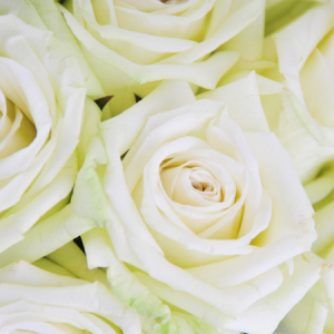 Pure Love | Stunning Roses Delivered Today