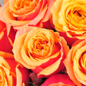 Sunset | Beautiful Roses Delivered Fast