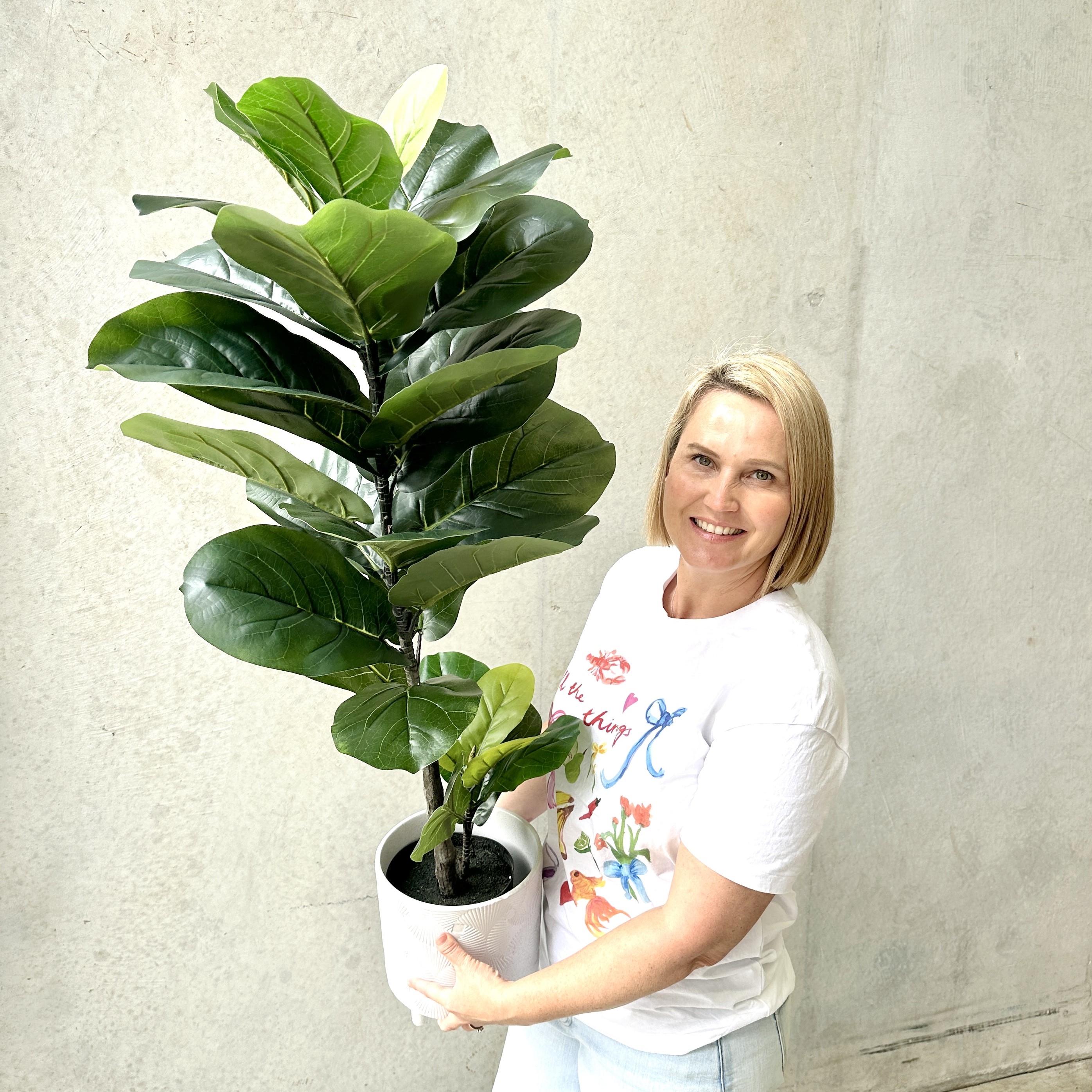 Large Fiddle Leaf - Everlasting | Sydney Plants Delivered Daily