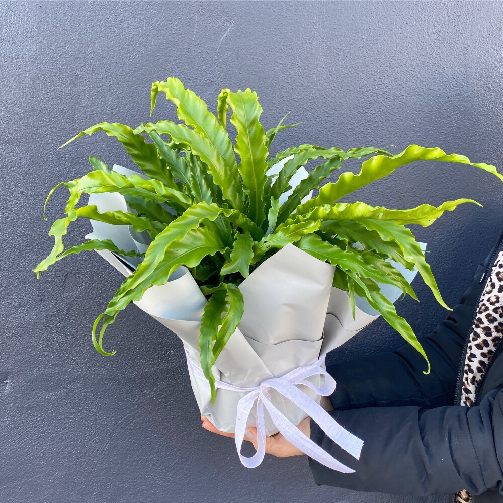 Urban Flowers Five Dock | Florist Five Dock | 02 9745 1668