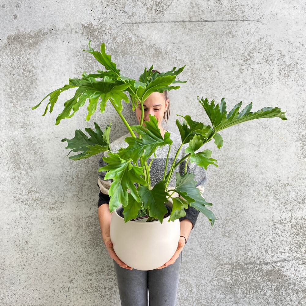 Hope Plant in a Bower Pot | Sydney Indoor Plants