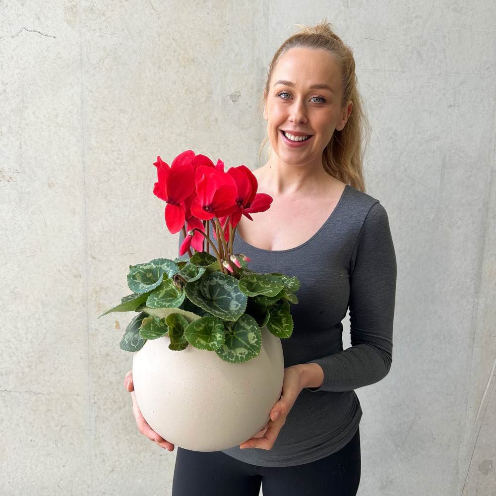 Cyclamen Plant | Sydney-Grown Plants and Gifts
