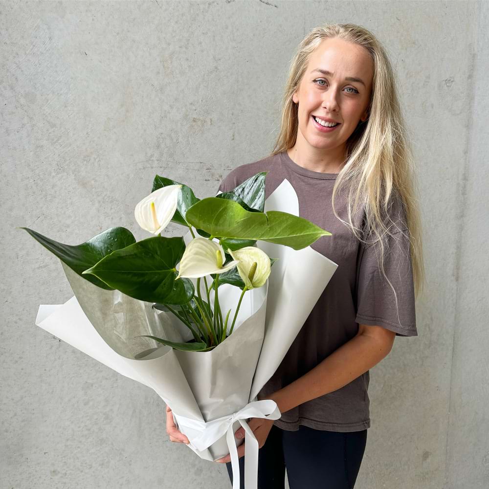 White Anthurium Plant | Indoor Plants and Gifts Delivered Daily