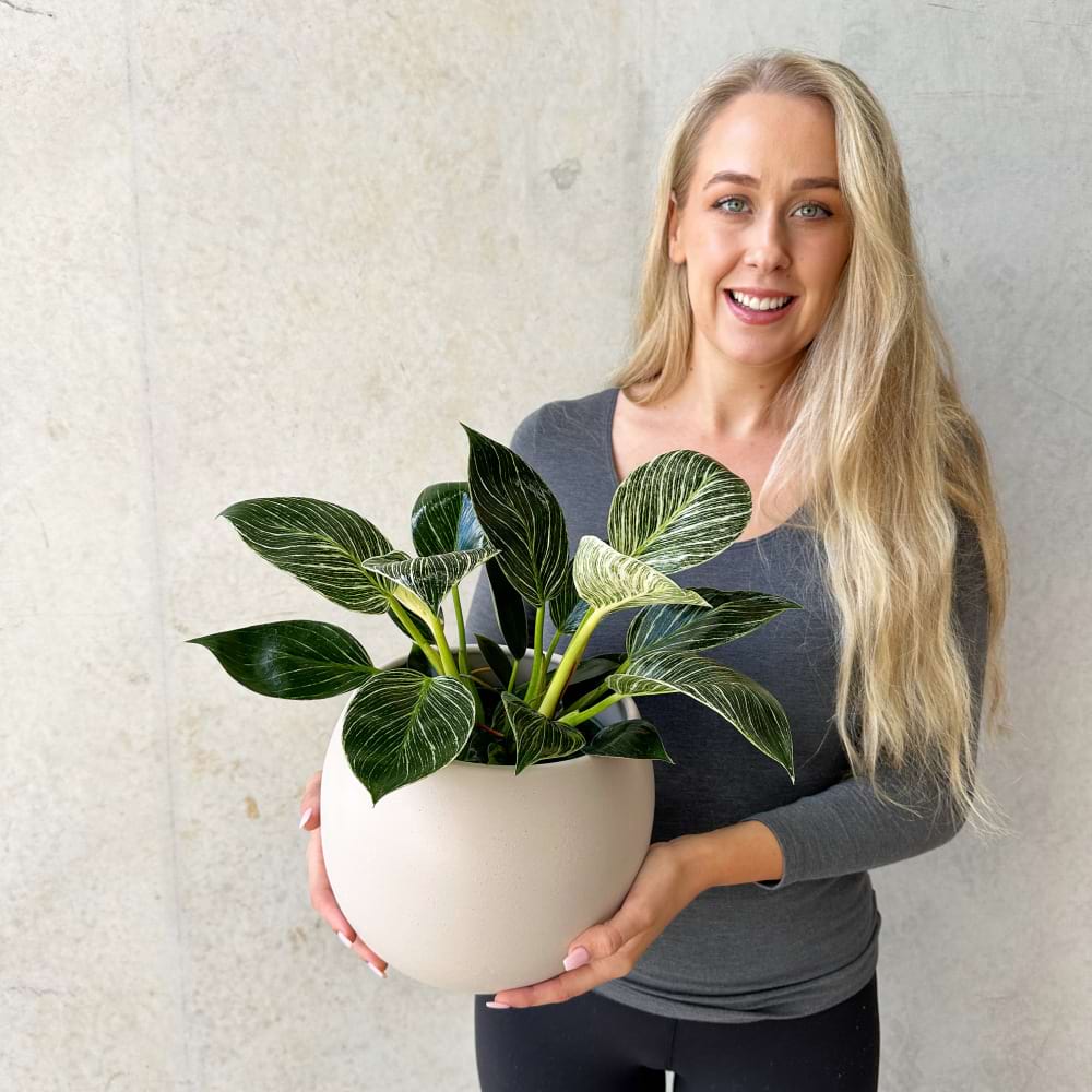 White Wave Plant in a Bower Pot | Indoor Plants Delivered