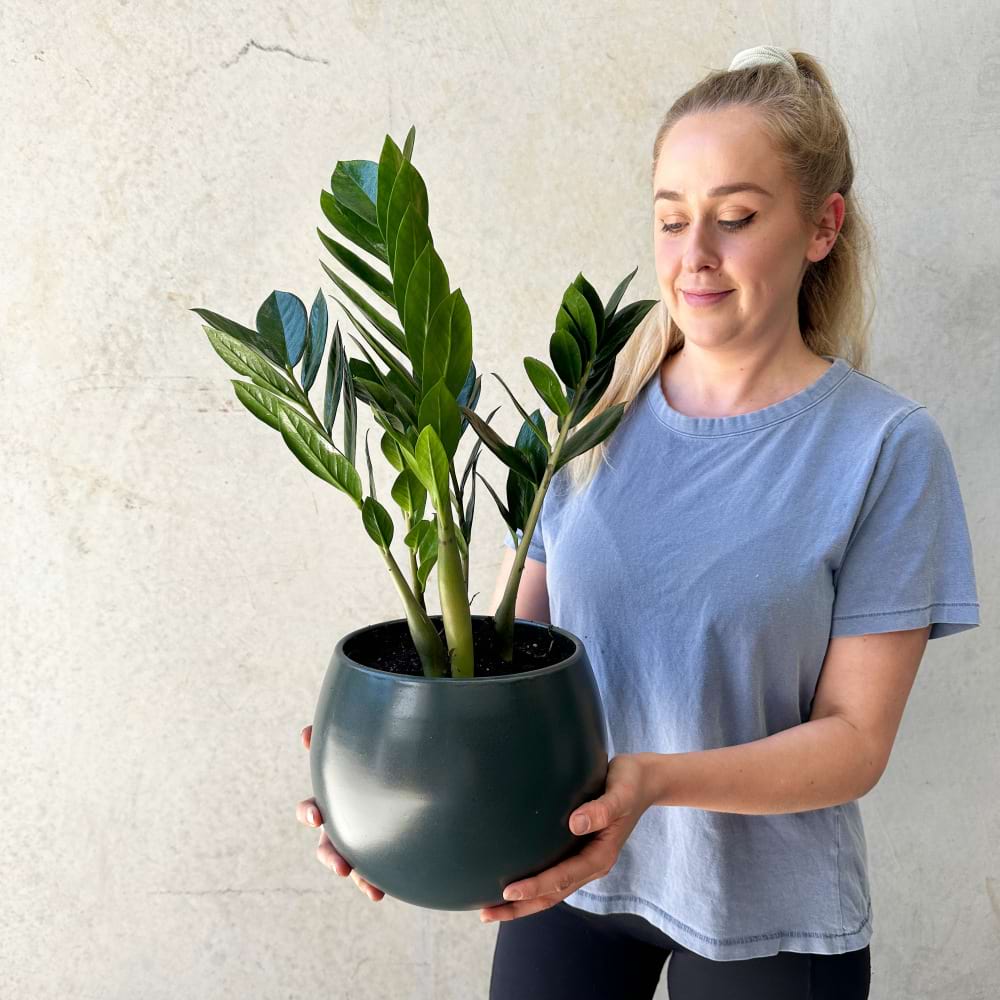 Small Zz Plant | Indoor Plants Delivered