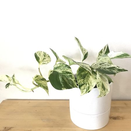 Urban Flower - Fabulous Plants, Delivered TODAY