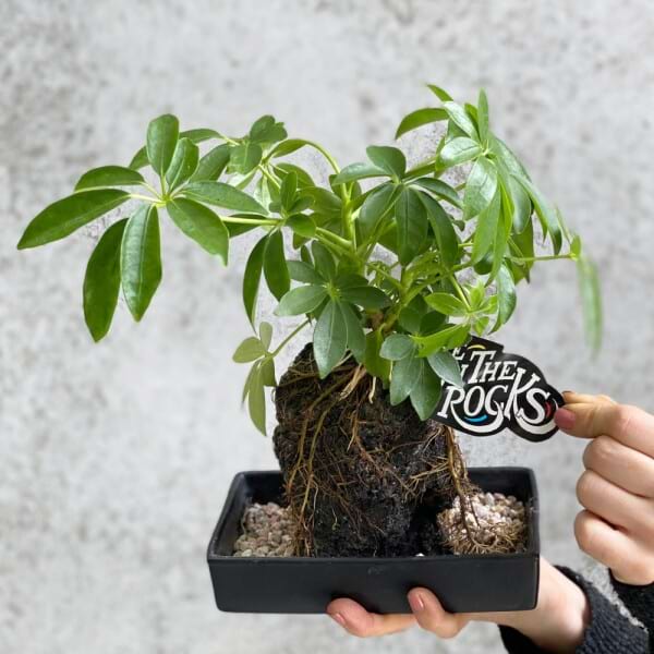 Life on the Rocks | Sydney Indoor Plant Delivery