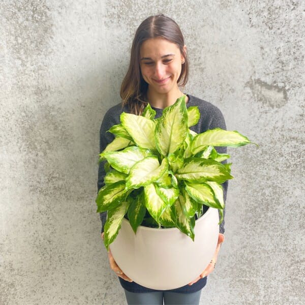 Camille Plant in a Bower Pot | Indoor Plants Delivered