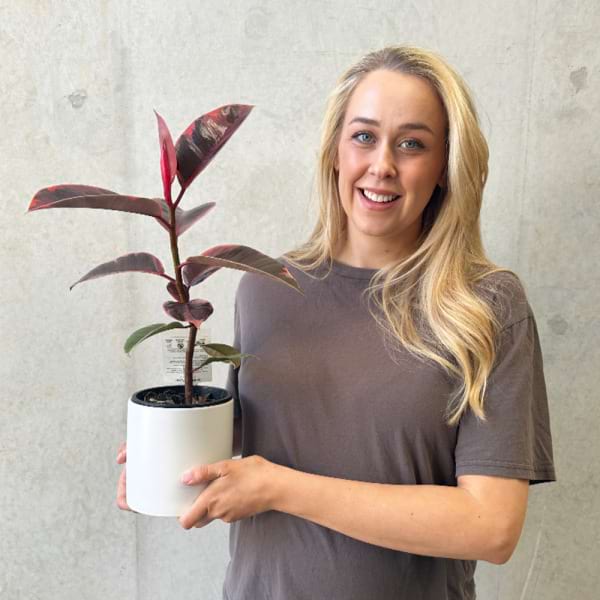 Small Ruby Ficus | Indoor Plants Delivered Daily