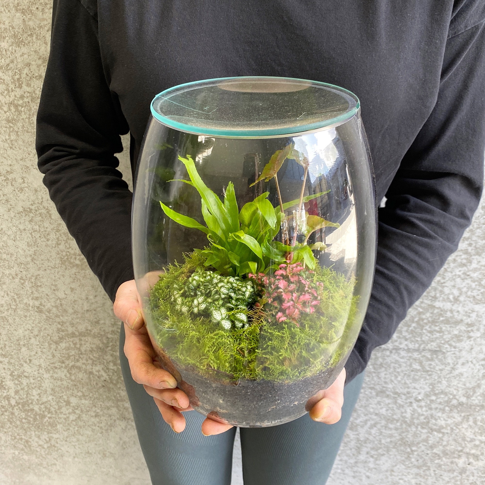 Forest Eco Terrarium | Indoor Plants and Gifts