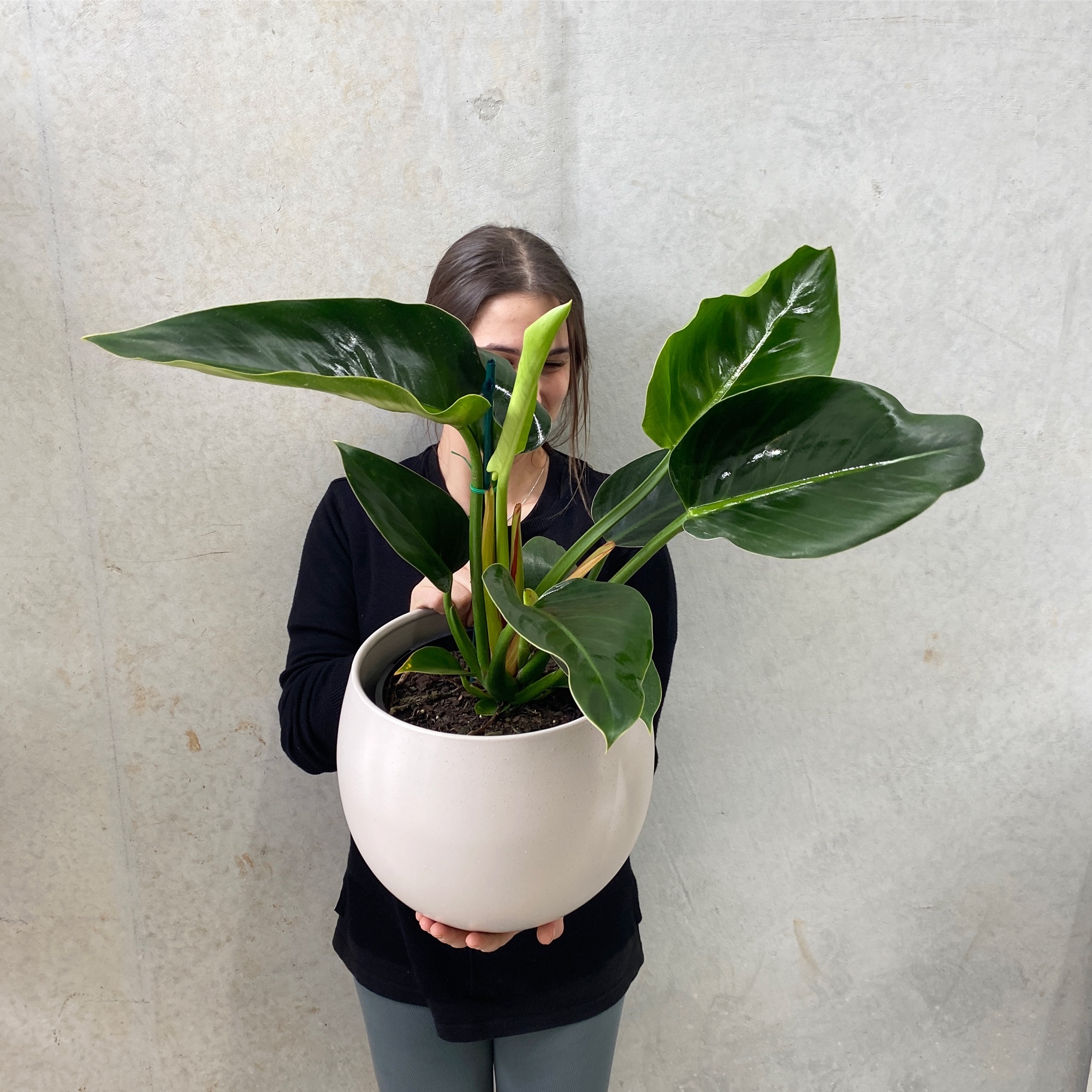 Congo Plant in a Bower Pot | Indoor Plants Delivered